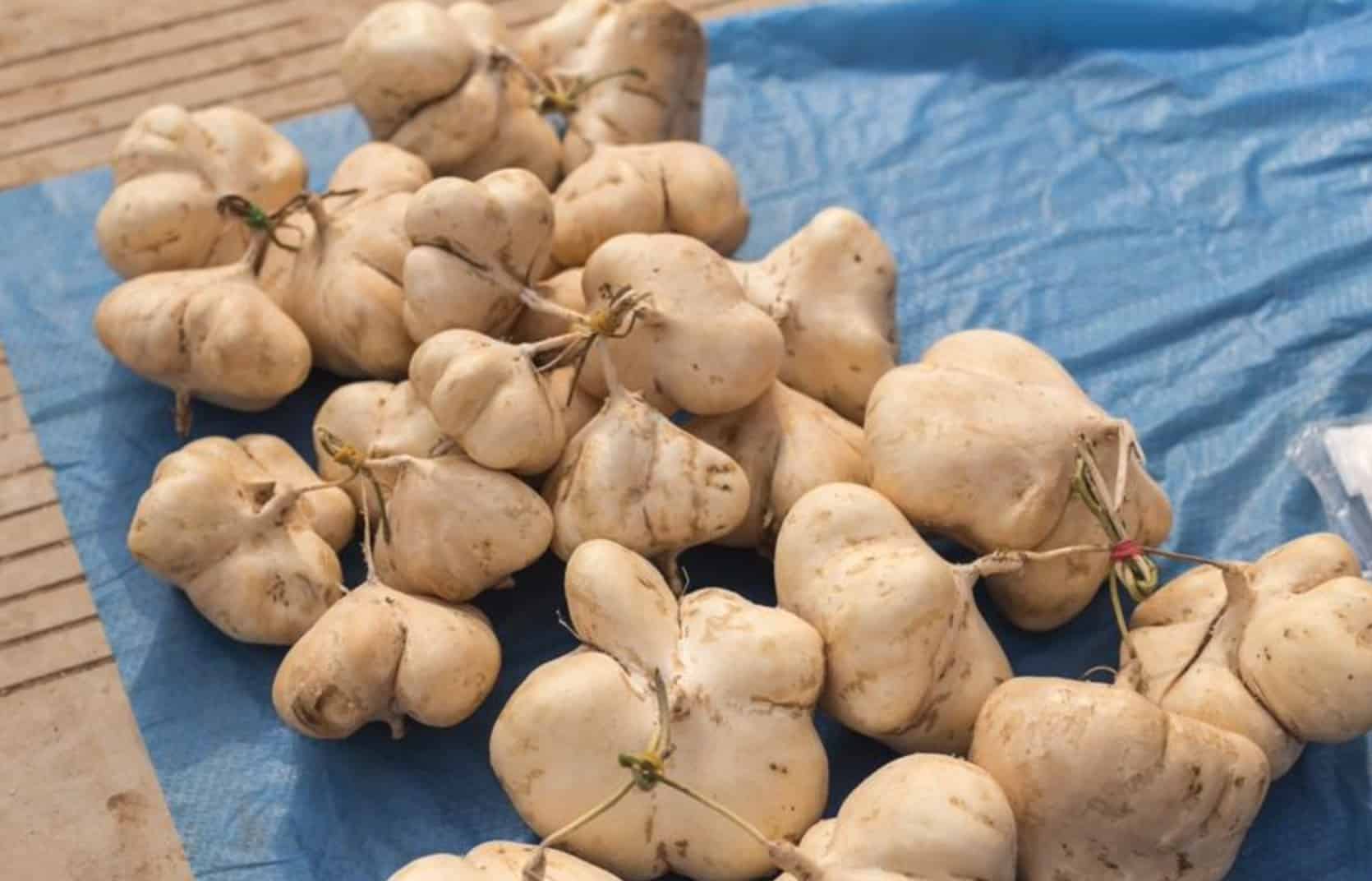What Does Jicama Taste Like A Guide To The New Vegetable Itsfoodtastic